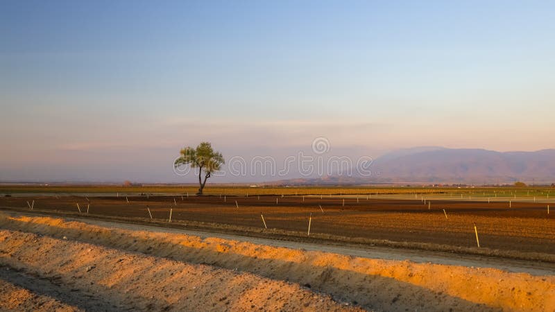 Single Tree in the Middle of Fields Near Bakersfield, California Stock ...