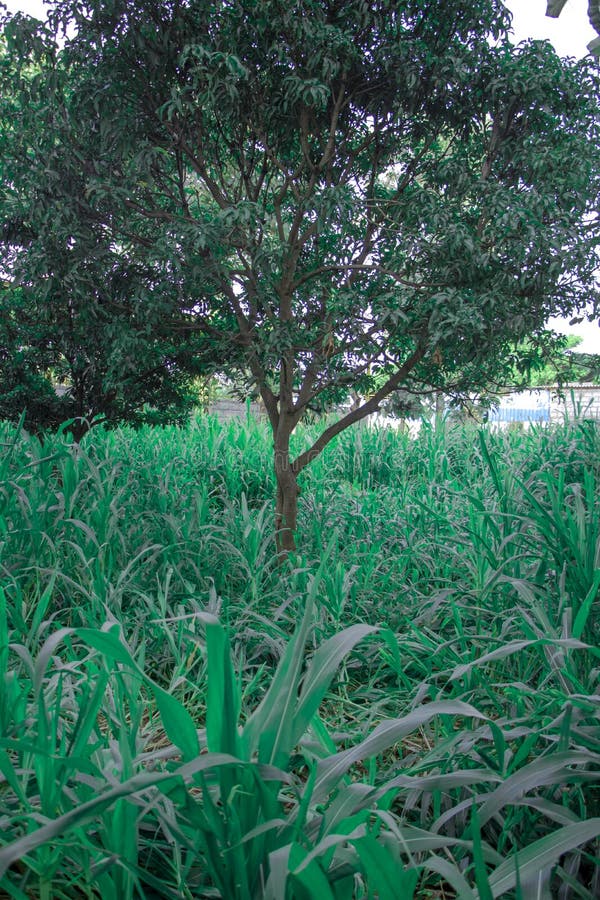Single Tree in Middle of Green Grass Stock Photo - Image of middle ...