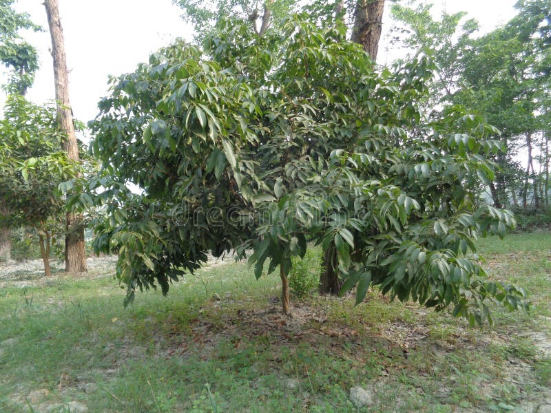 Single Tree in the Middle of Green Lawn Stock Image - Image of area ...