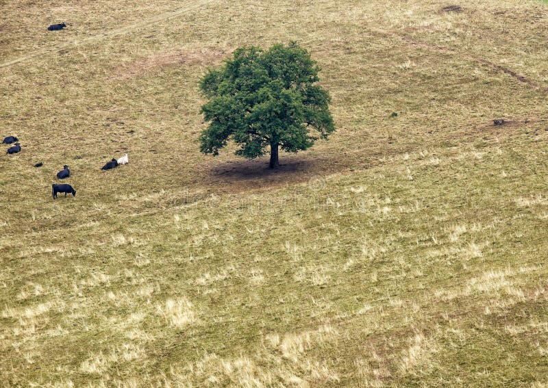 Single Tree in the Middle of the Pasture Stock Image - Image of ...