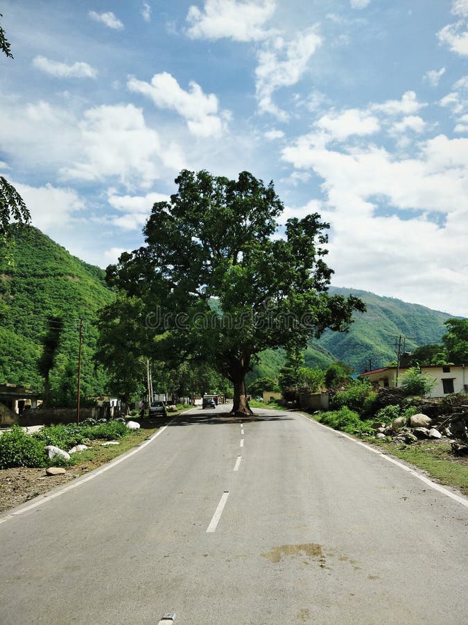A Single Tree in Middle of the Road and Beautiful View of Green ...