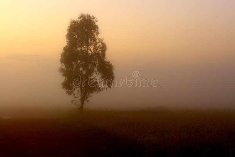 Single tree on the glade stock photo. Image of summer - 2359890