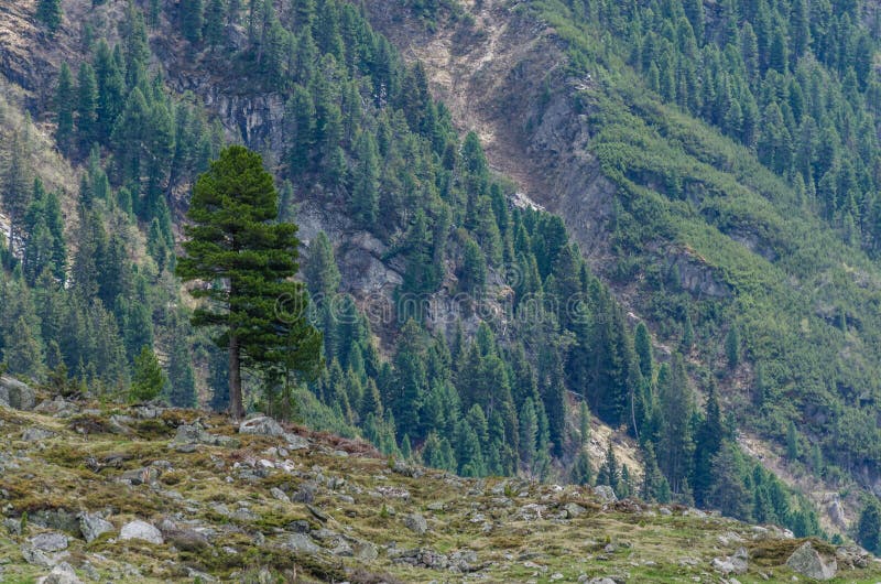 Single tree at mountain stock image. Image of exercise - 83210039