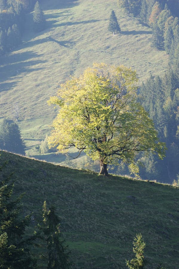 Single Tree on the Mountain Stock Photo - Image of rocks, autumn: 232299696