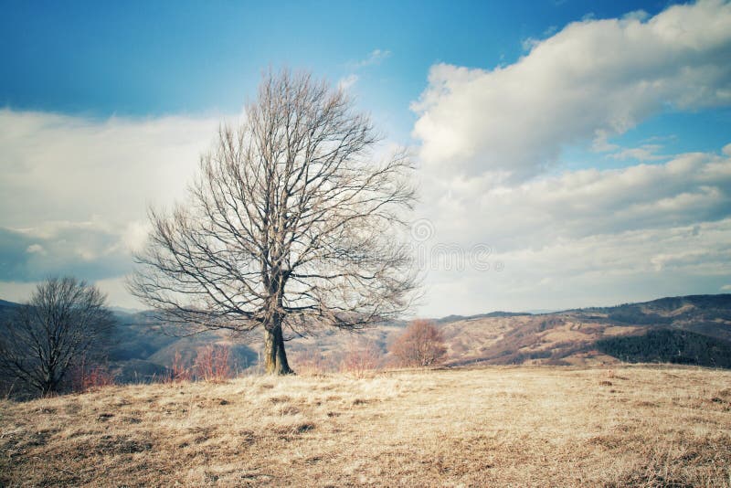 A Single Tree on the Mountain with Sky with Clouds Stock Photo - Image ...
