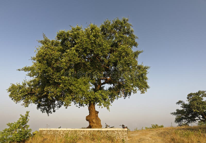 Single Tree on Mountain Top for Rest Stock Image - Image of soil ...