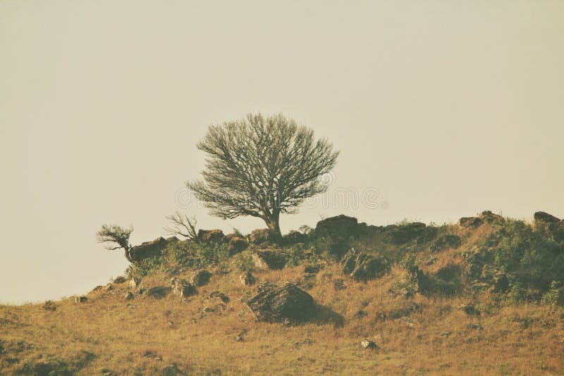 Tree, Top on Mountain, Rocks, Single Tree Stock Photo - Image of tree ...