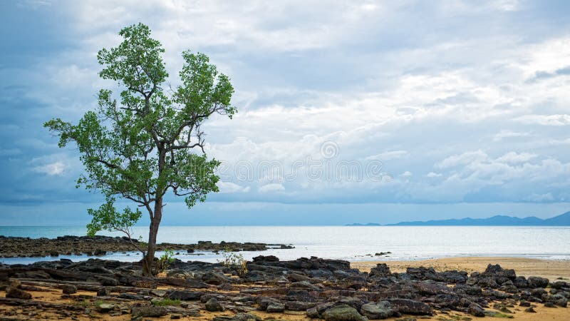 Single tree near the sea stock photo. Image of tree, beach - 27477736