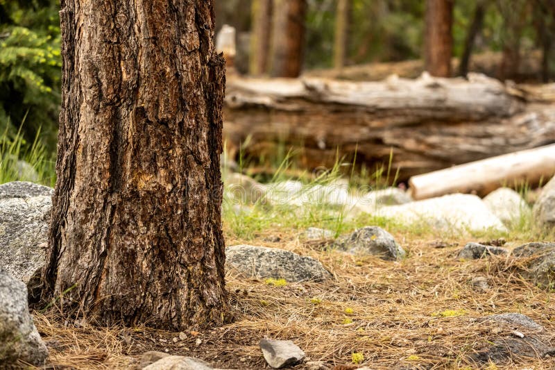 Single Tree Next To Grass Covered Trail in Sequoia Stock Image - Image ...