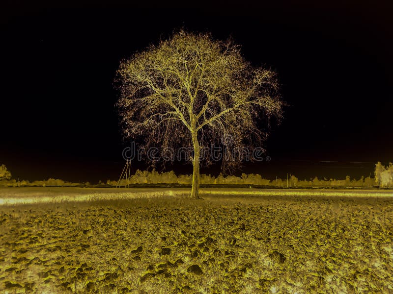 Single Tree with Night View Stock Photo - Image of black, single: 169532796