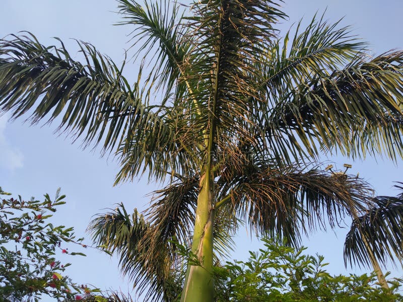 This Single Tree with Open Blue Sky Looks Amazing Stock Photo - Image ...