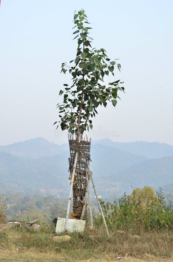 Single Tree in Open Sky in Fornt Stock Image - Image of branch, plant ...