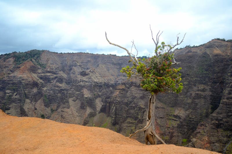 Single tree over ravine stock image. Image of summer - 68181499