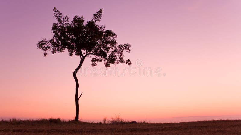 Single Tree Over Sunset Sky Stock Image - Image of nature, tree: 5894135
