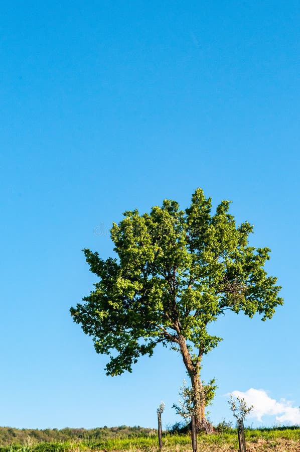 Single Tree on Panzano Hill, Against a Clear, April Sky Stock Image ...