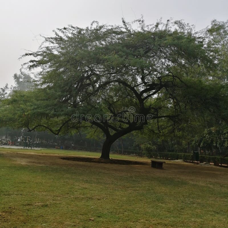 Single Tree in Park with Green Grass Stock Photo - Image of tree ...