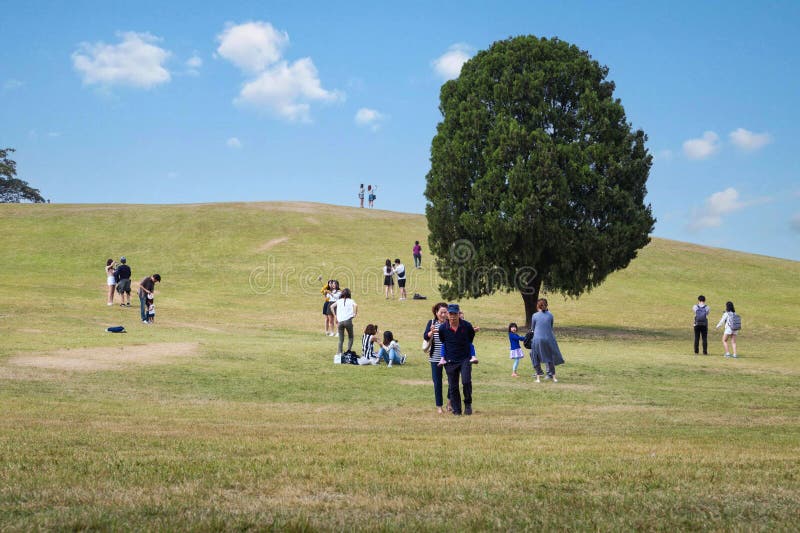 Single Tree in the Park, Olympic Park at a Summer in Downtown Seoul ...