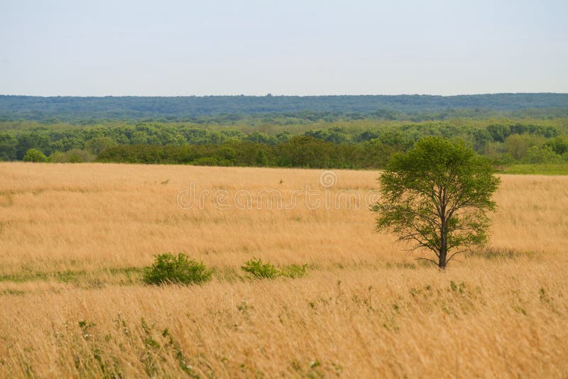 Single Tree in Pasture stock photo. Image of environment - 93998424