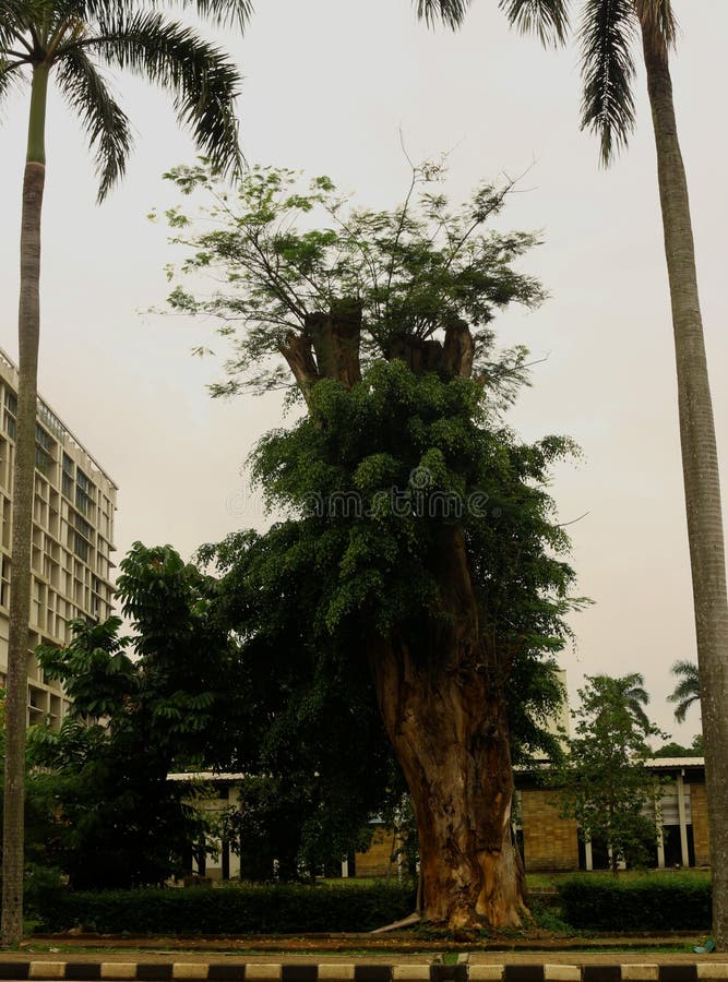 A half tree stock photo. Image of jungle, tree, plant - 207694426