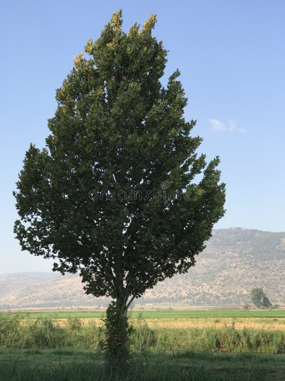 A single tree stock photo. Image of green, single, portrait - 125812848