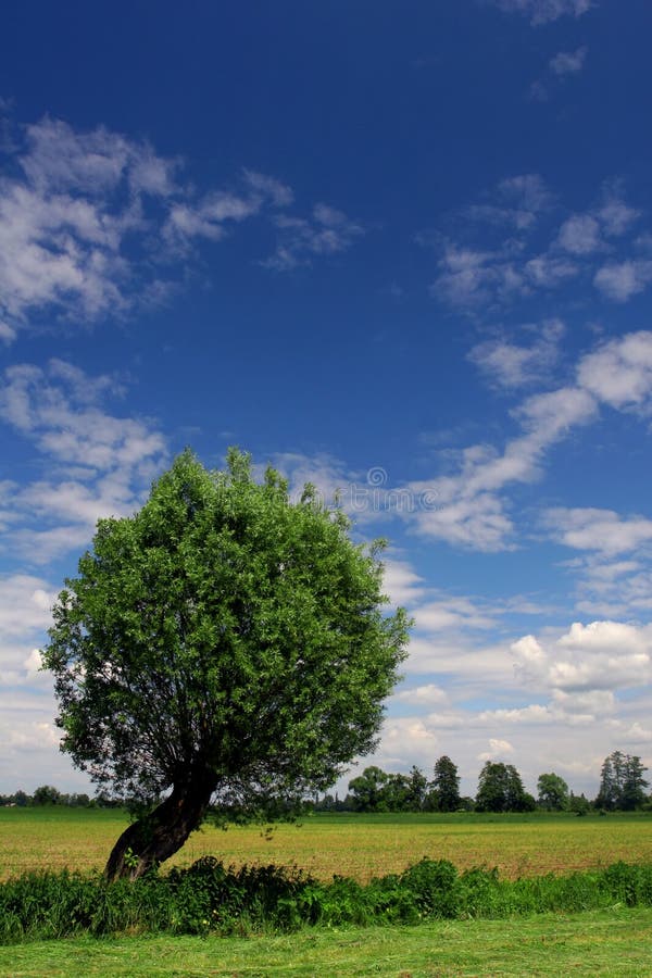 Single Tree Free Stock Photos & Pictures, Single Tree Royalty-Free and ...