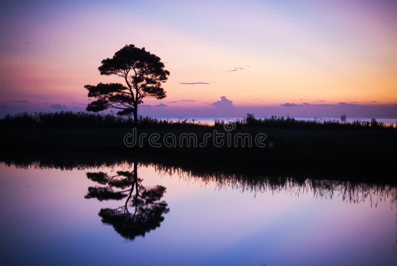 Single tree reflection stock photo. Image of pond, reflection - 24623316