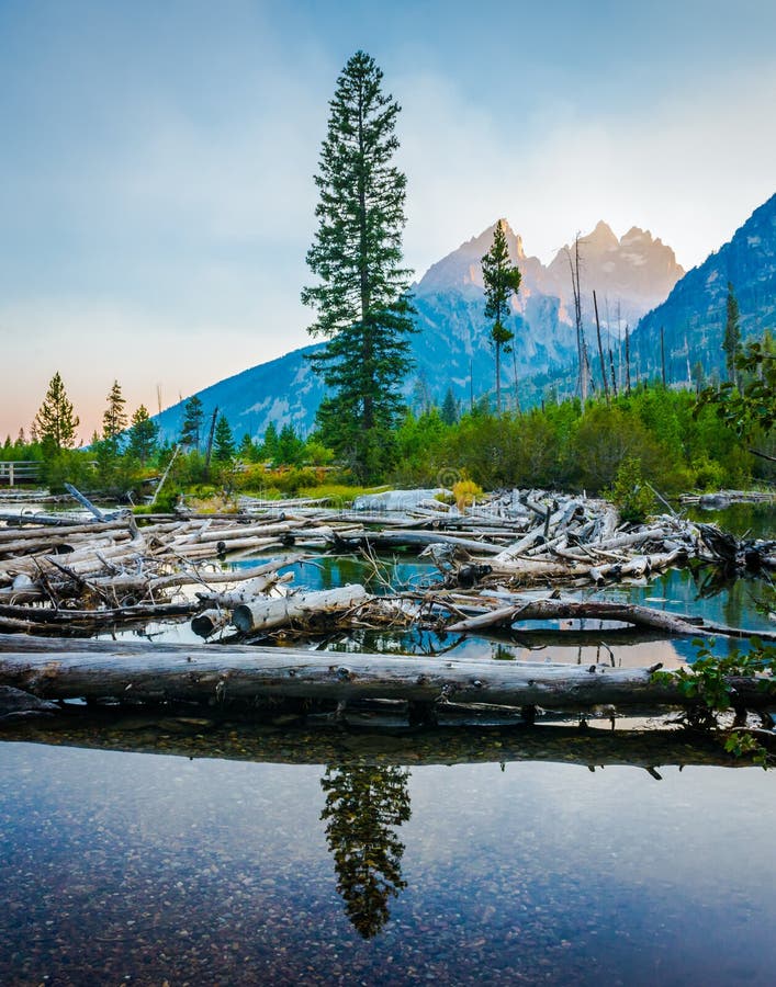 Tree reflection in water stock photo. Image of trees - 83004256