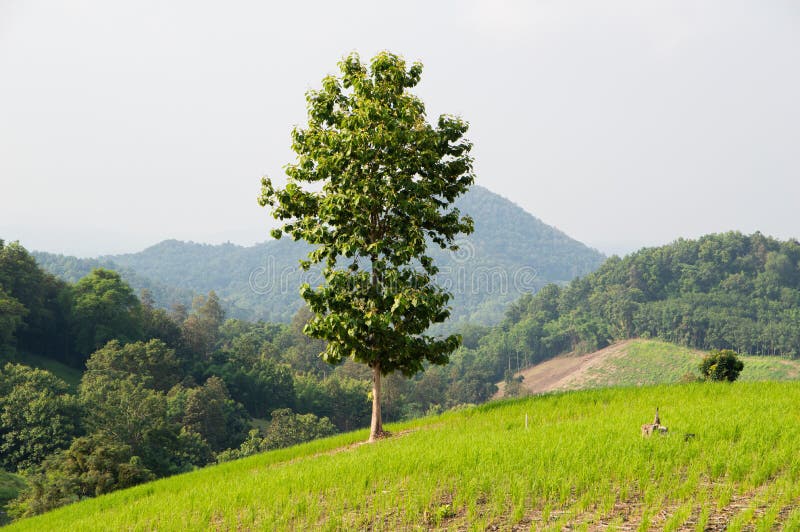 A Single Tree in a Rice Field Stock Photo - Image of landscape, growth ...