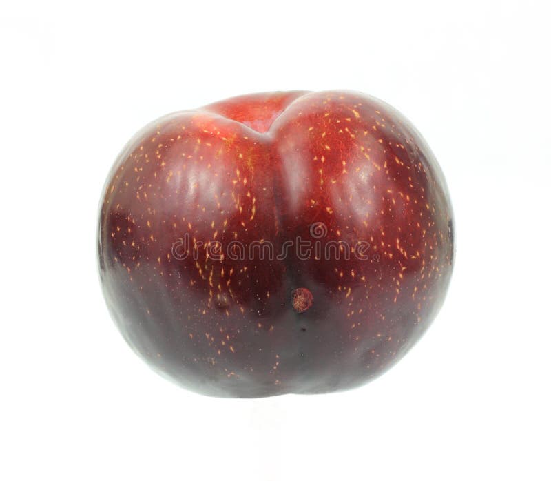 Single Tree Ripe Red Plum stock photo. Image of tree - 15514200