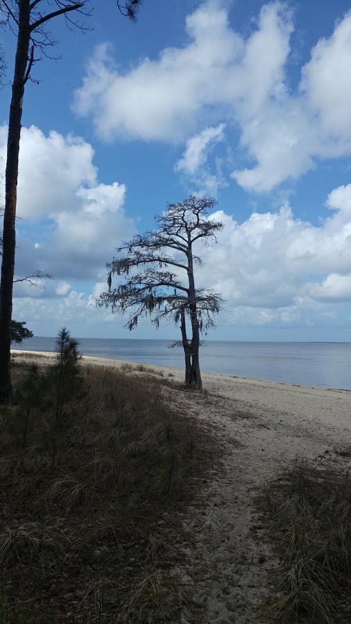 Single tree stock image. Image of hiking, tree, river - 137120389
