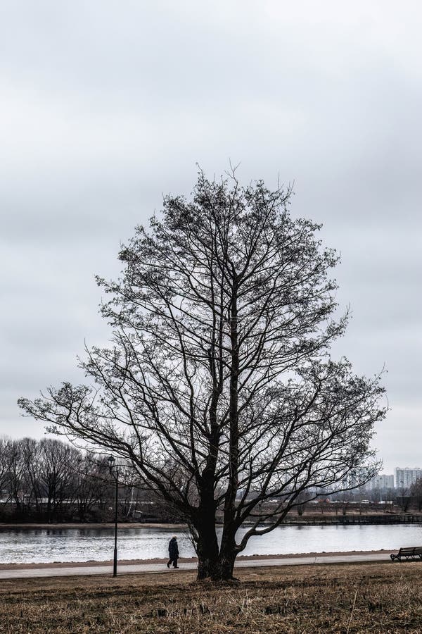 Single Tree on the River Shore and Cloudy Sky Stock Image - Image of ...