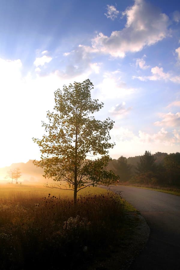 Single Tree by the Road stock image. Image of morning - 3315655