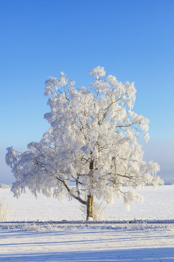 Single Tree by the Road in a Rural Wintry Landscape Stock Photo - Image ...