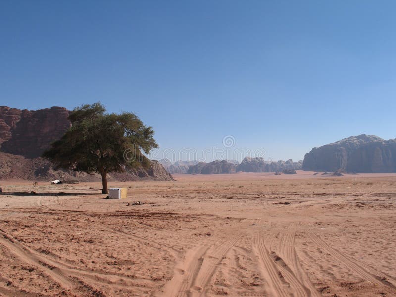 Single Tree and Road Wadi Rum Stock Photo - Image of colour, ecosystem ...