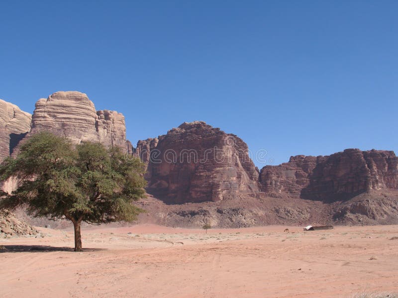 Single Tree and Road Wadi Rum Stock Photo - Image of colour, ecosystem ...