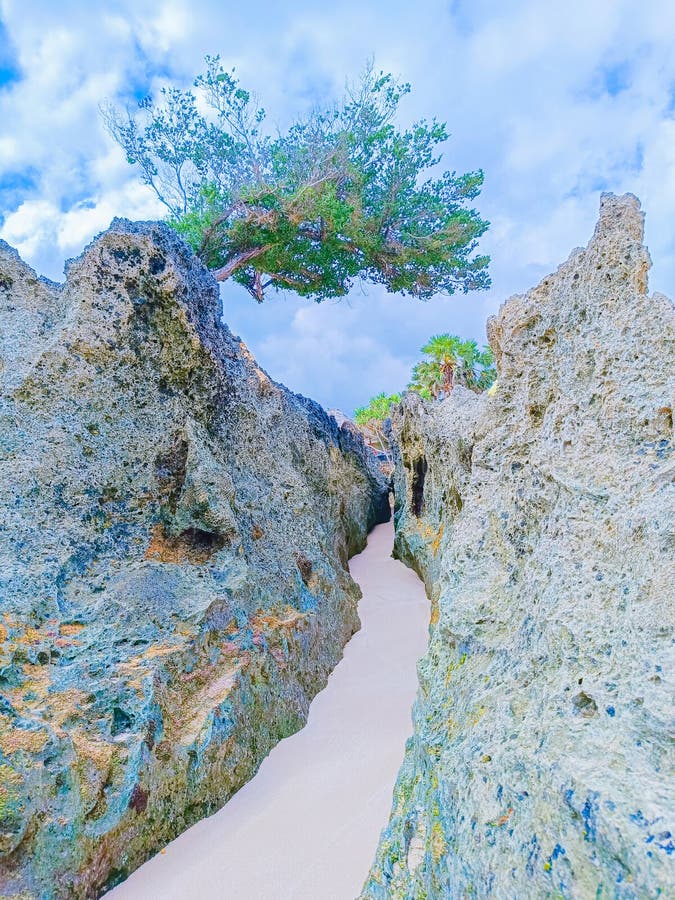 Tree on a Rock on the Beach Stock Photo - Image of green, formation ...