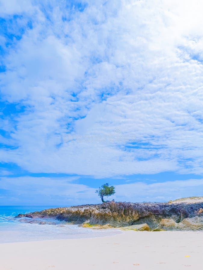 Single Tree on a Rock on the Beach Stock Image - Image of tree, cloud ...