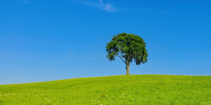 Single Tree in Rural Area stock image. Image of plant - 202271373