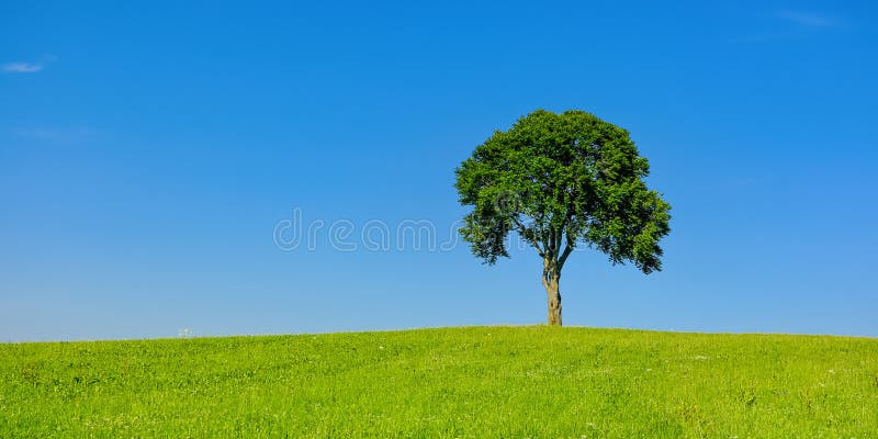 Single Tree in Rural Area stock photo. Image of idyllic - 202271398
