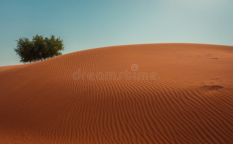 Sandy Desert Landscape Featuring an Expanse of White Dunes Illuminated ...