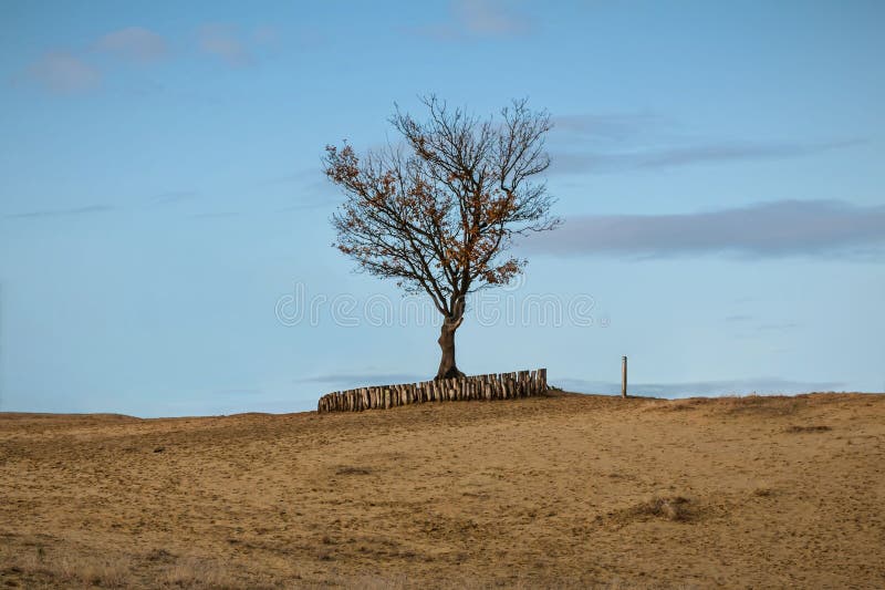 Single Tree in a Sandy Landscape Stock Image - Image of water, nature ...