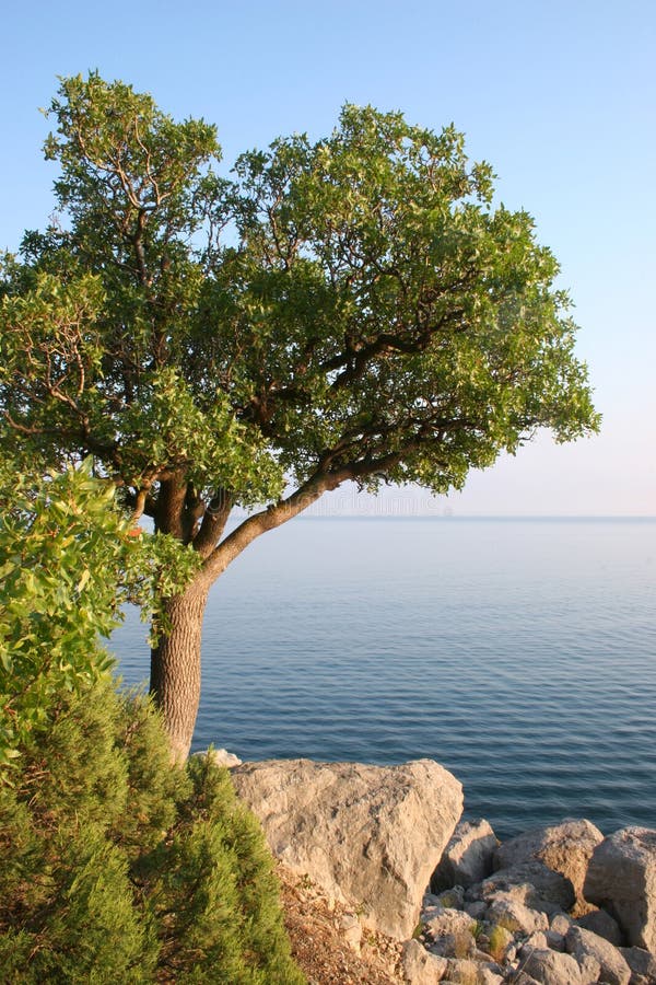 A Single Tree on the Sea Shore Stock Photo - Image of tree, glassy ...