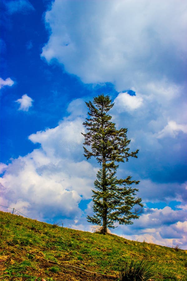 A single tree stock image. Image of line, root, detail - 92306791