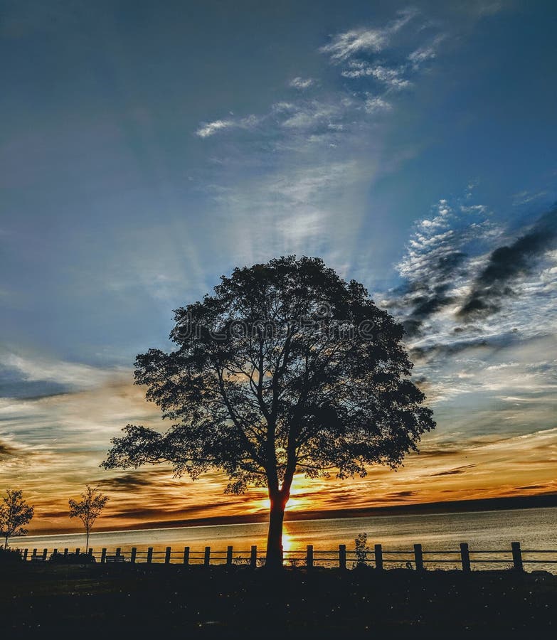 Single Tree in the Shore during a Breathtaking Sunrise Stock Image ...