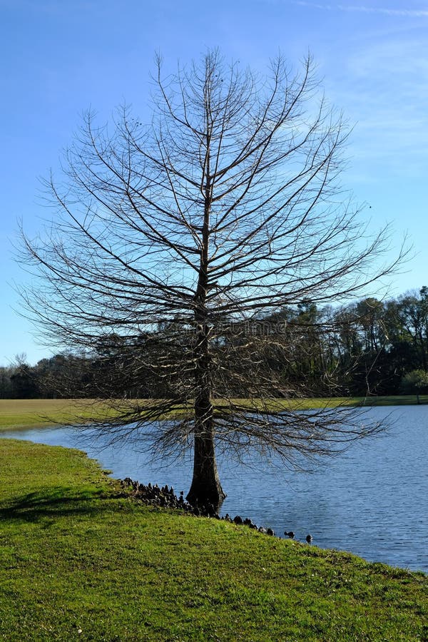 Single Tree on a Shore of Lake Stock Image - Image of sunny, wood: 86413341