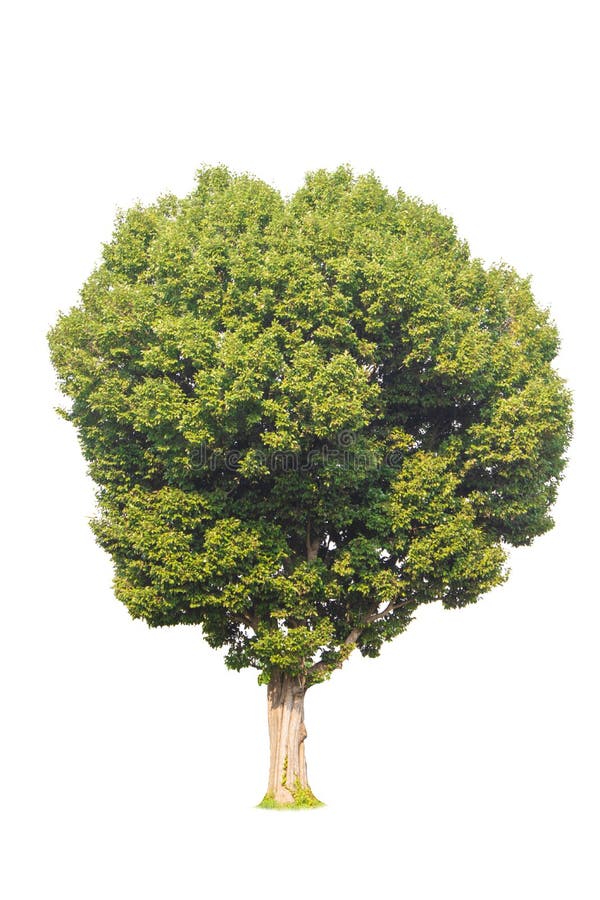 115 Evergreen Tall Shrub Transparent Background Stock Photos - Free ...