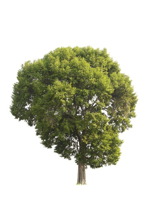 Single Tree, Shrub, Isolated Stock Photo - Image of environment, botany ...