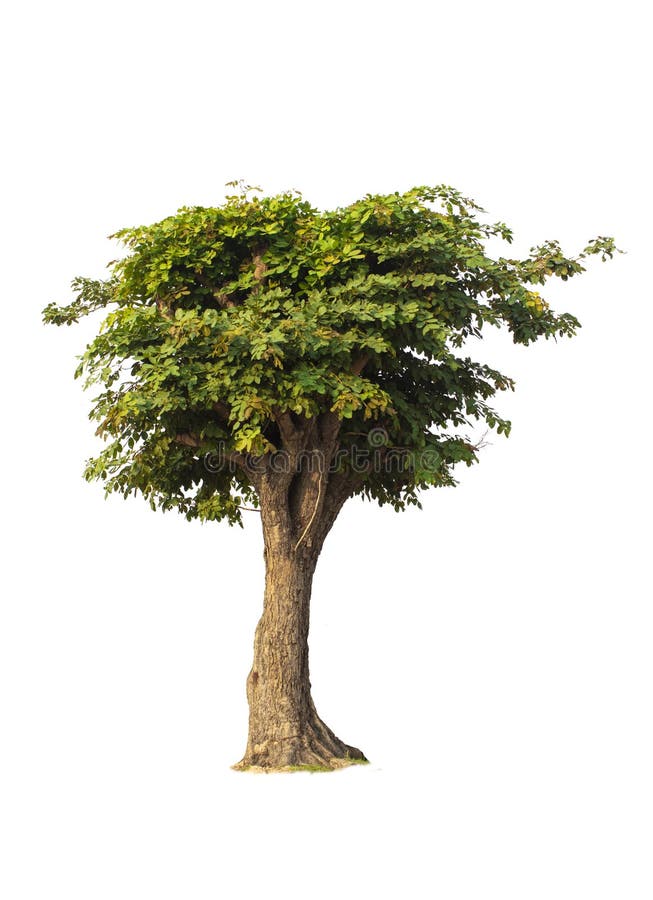 115 Evergreen Tall Shrub Transparent Background Stock Photos - Free ...