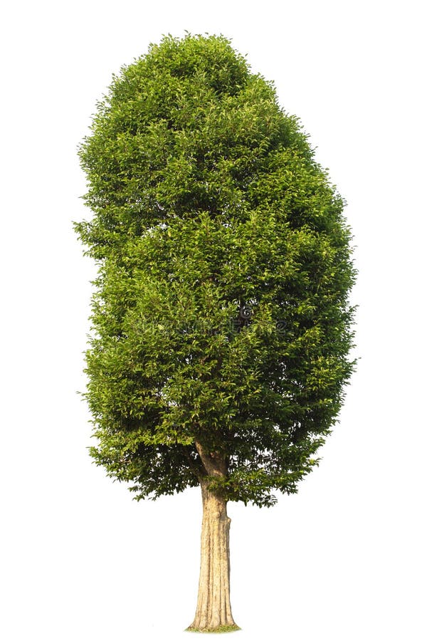 Single Tree, Shrub, Isolated Stock Photo - Image of environment, botany ...