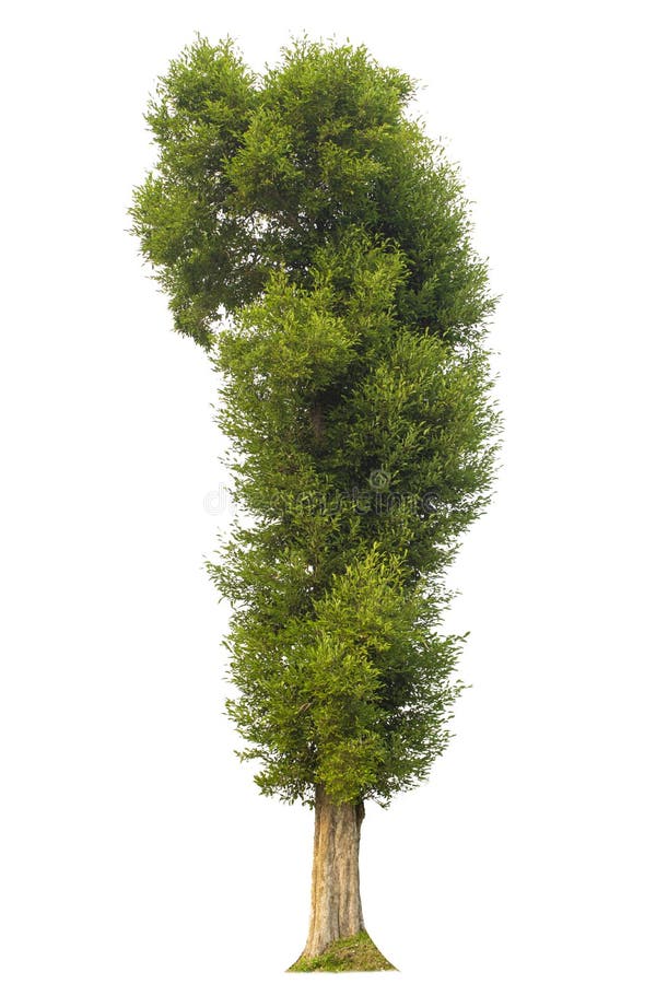 Single Tree, Shrub, Isolated Stock Photo - Image of environment, botany ...